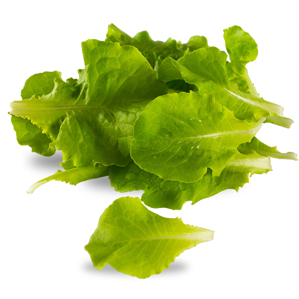 Lisa Vallerina Verde – Guapante