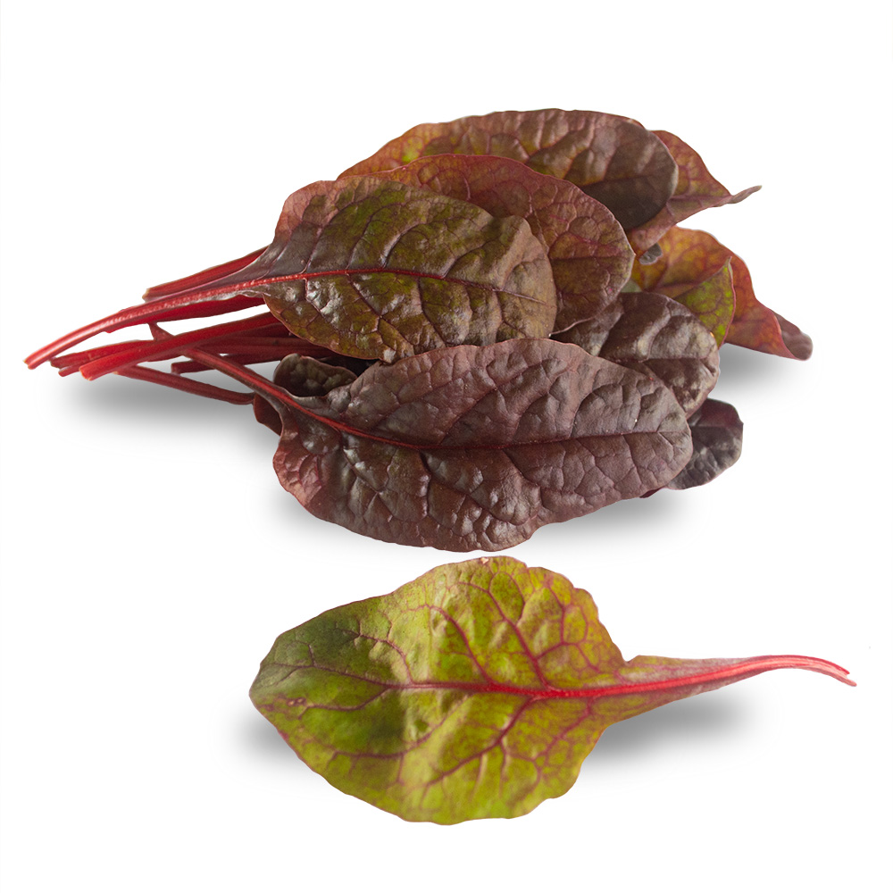 Acelga roja – Guapante