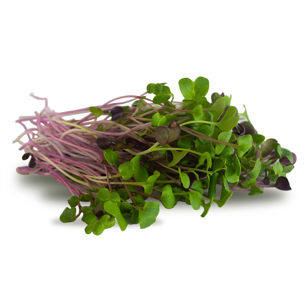 Brotes de Rábano China Rosa – Guapante